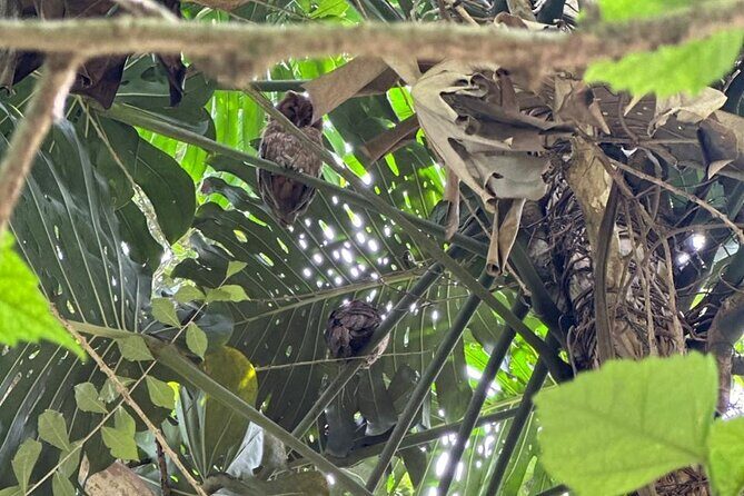 Montego Bay Bird Sancturary with Stunning Ocean Views - Final Thoughts: Who Should Consider This Tour?