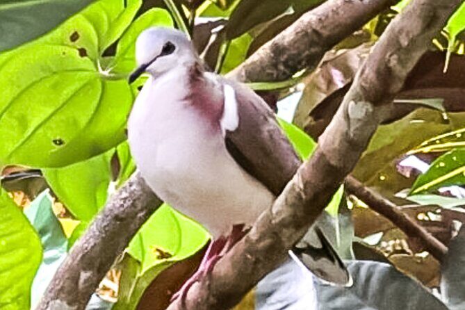 Montego Bay Bird Sancturary with Stunning Ocean Views - FAQ