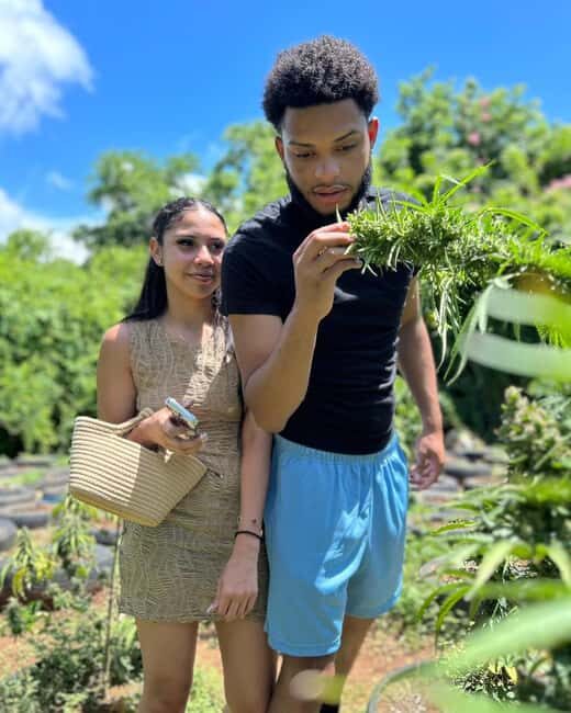 Montego Bay: Cannabis Farm, Bamboo Rafting, & Foot Massage - Key Points