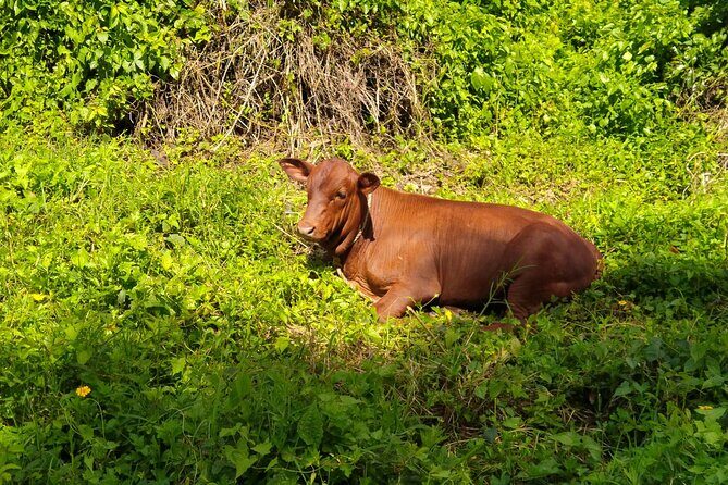 MONTEGO BAY City Highlights Tour - Who Would Enjoy This Tour?