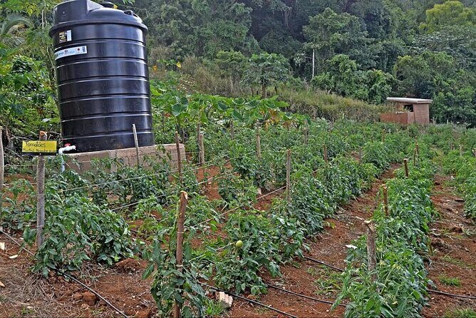 Montego Bay Exotic Herbs, Birds and Animals Interaction Tour - The Animal Encounters: What You’ll Experience