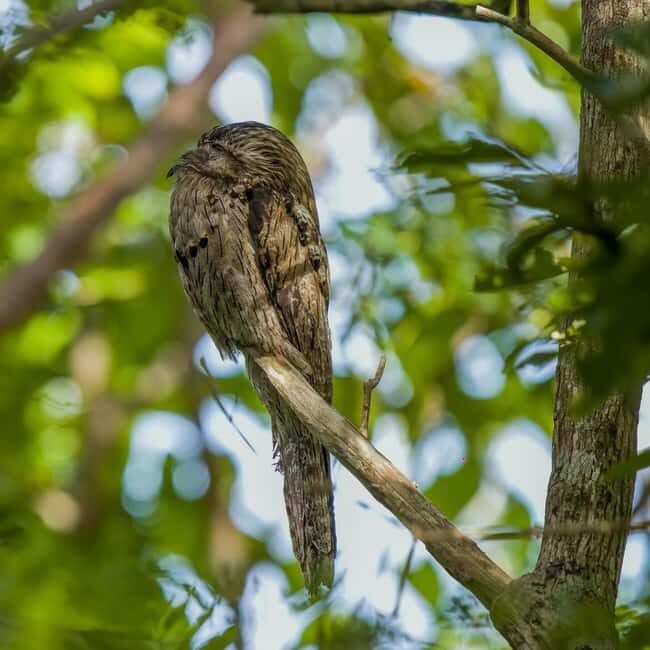 Montego Bay/Falmouth: Rockland Bird Sanctuary Private Tour - Key Points