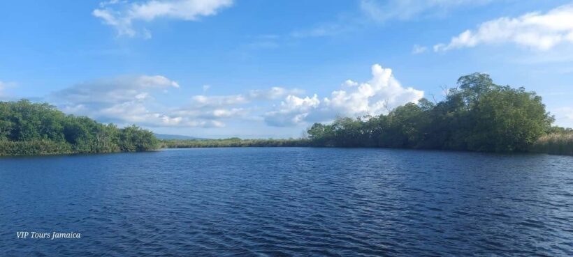 Montego Bay: Half-Day Black River Safari - Introduction: A Nature Encounter in Jamaica’s Black River