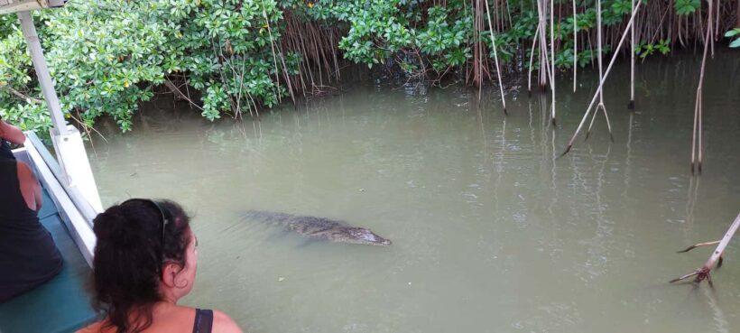 Montego Bay: Half-Day Black River Safari - Analyzing the Value: Price and Overall Experience