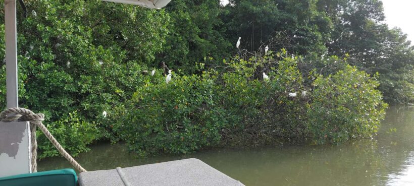 Montego Bay: Half-Day Black River Safari - FAQ