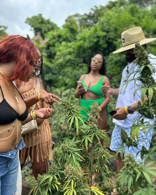 Montego Bay Marijuana Farm Private Tour - An In-Depth Look at the Montego Bay Marijuana Farm Tour