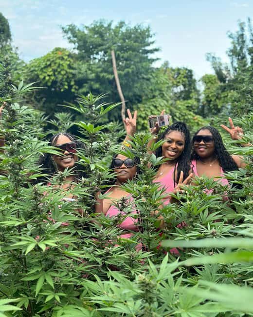 Montego Bay Marijuana Farm Tour - Key Points