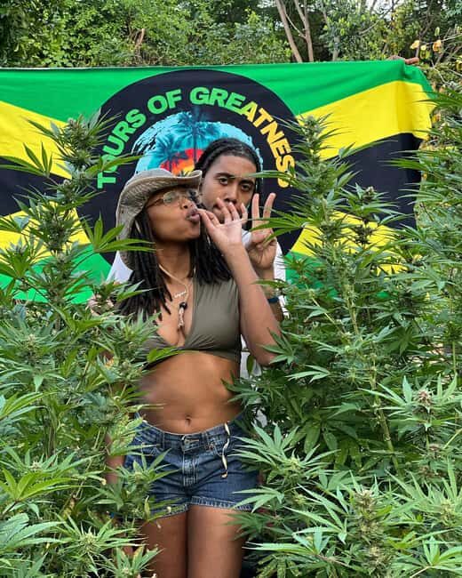 Montego Bay Marijuana Farm Tour - The Experience: What You Can Expect