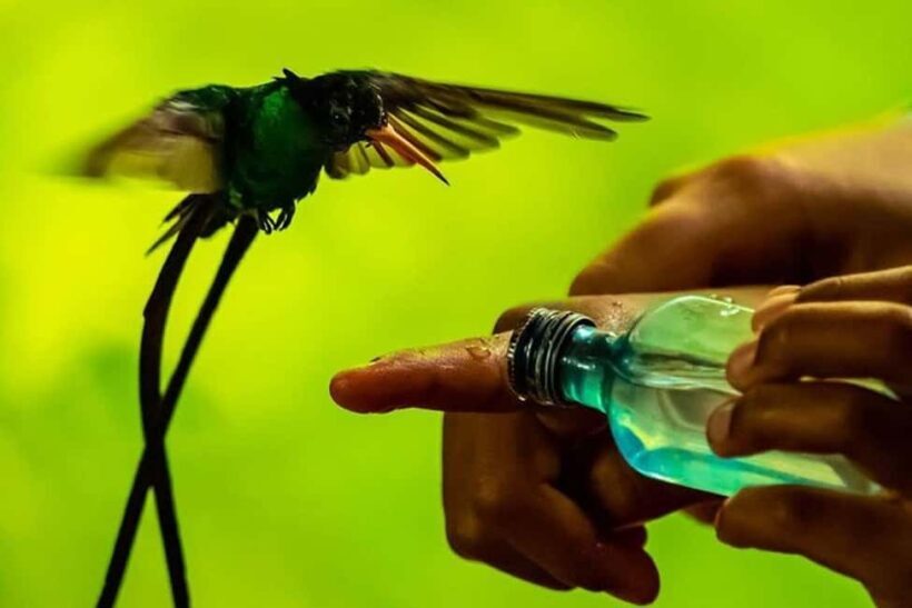 Montego Bay: Private Rocklands Bird Sanctuary Trip - A Closer Look at the Experience