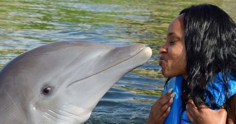 Montego Bay: Swim With The Dolphins Adventure in Lucea - An Overview of the Experience