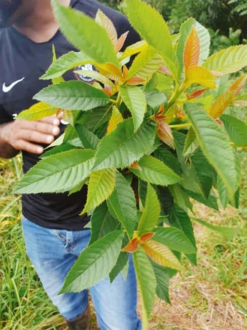 Montego Bay: The Great Kids Quest to the South Coast - Exploring the South Coast: Setting the Scene