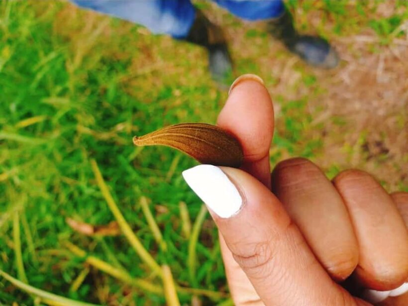 Montego Bay: The Great Kids Quest to the South Coast - Why This Tour Offers Great Value