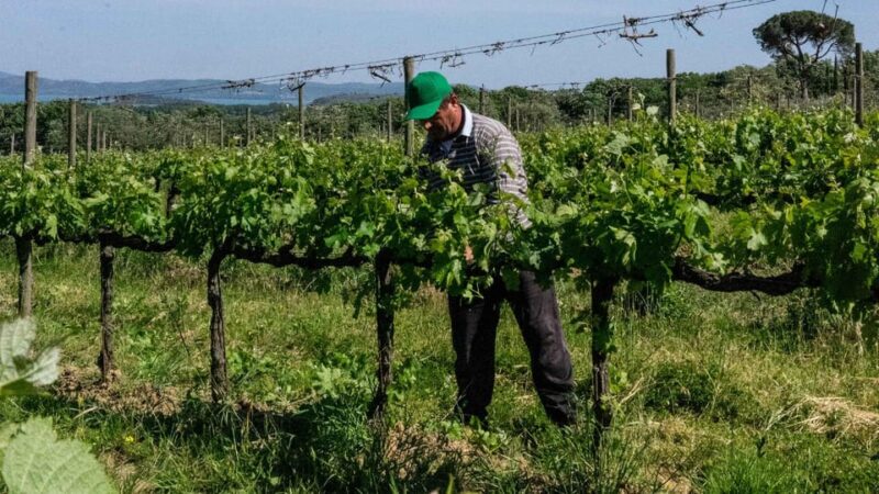 MONTEMELINO RARE WINES SELECTION - Exploring the Montemelino Rare Wines Selection: An Authentic Taste of Umbria