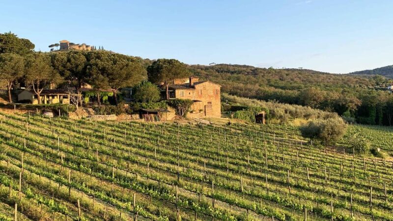 MONTEMELINO RARE WINES SELECTION - Final Thoughts