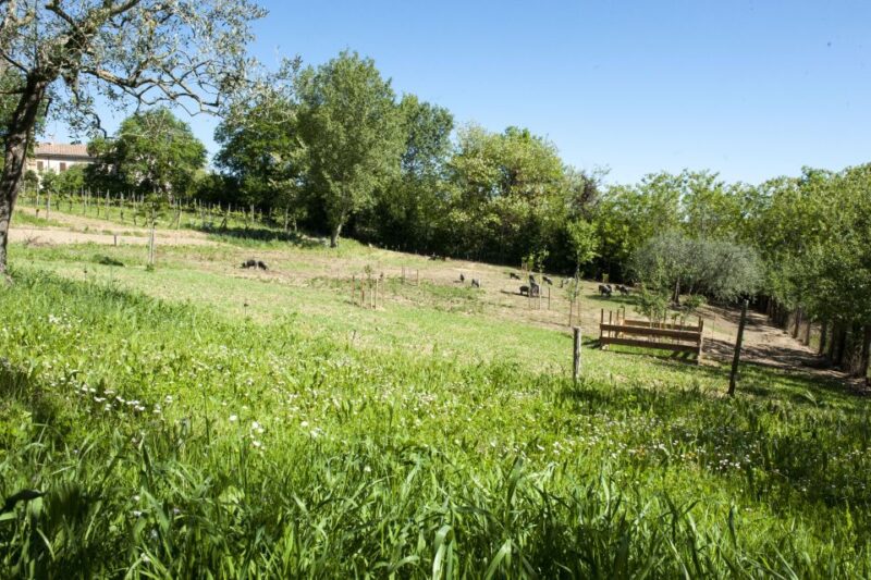 Montepulciano: Cinta Senese Tour With Food Tasting - What to Expect During the Tour