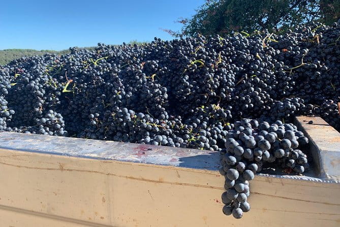 Montepulciano Pienza Montalcino Tour from Florence - Final Thoughts