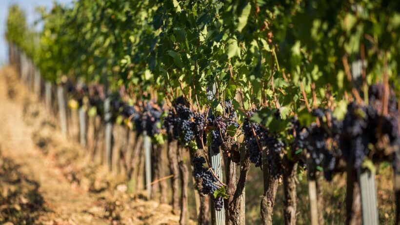 Montepulciano: Wine Tasting in the Tuscan countryside - What You Can Expect from the Tour