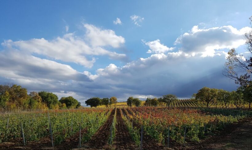 Montepulciano: Winery Tour, Tasting, and Vineyard Picnic - The Experience’s Strengths