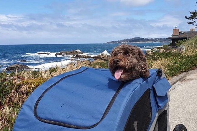 Monterey 17-Mile Drive Electric Bike Guided Tour - Who Will Love This Tour?