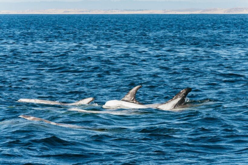 Monterey Bay: Whale Watching Tour - Itinerary Breakdown