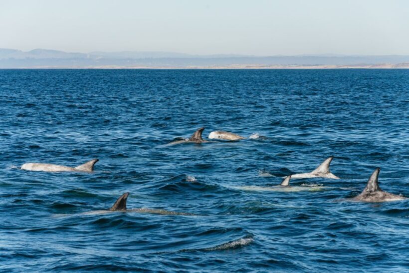 Monterey Bay: Whale Watching Tour - The Value of the Experience