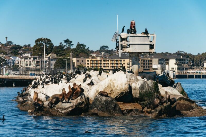 Monterey Bay: Whale Watching Tour - Summary of the Experience for Travelers