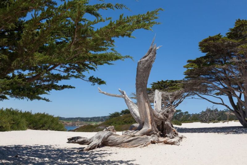 Monterey, Carmel, 17 Mile Dr, Big Sur & Mcway Falls Pvt Tour - Potential Drawbacks