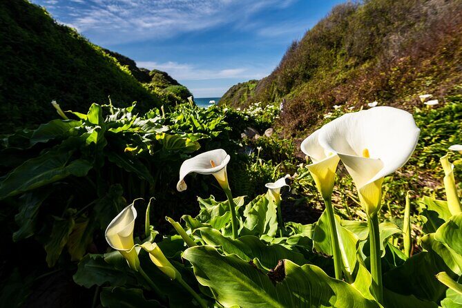 Monterey, Carmel, 17 Mile Drive, Bixby Bridge 5 hrs from Monterey - Cost and Value