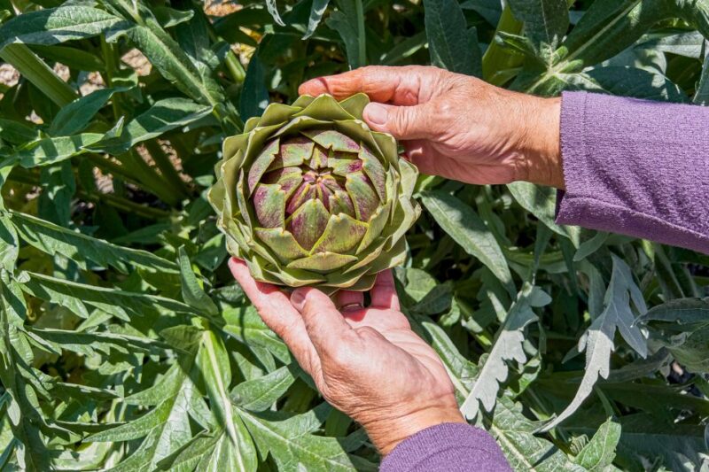 Monterey County Salinas Valley Farm Tour - The Real Value for Travelers