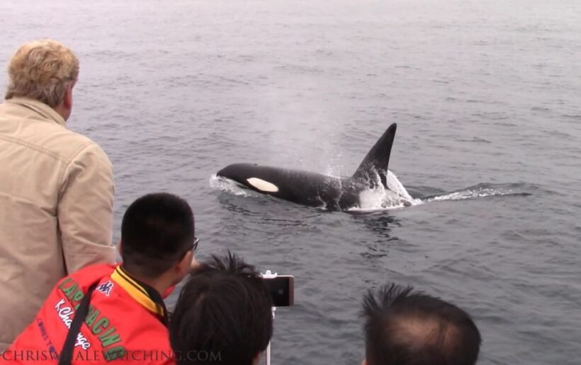 Monterey: Monterey Bay Dolphin and Whale Watching Boat Tour - Frequently Asked Questions