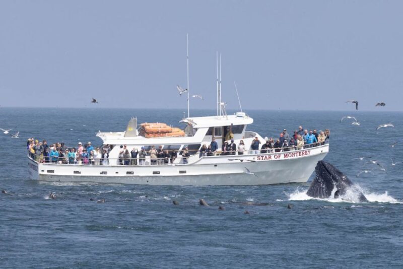 Monterey: Monterey Bay Dolphin and Whale Watching Boat Tour - Key Points