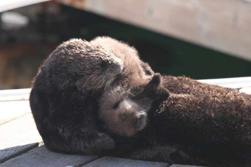 Monterey: Monterey Bay Dolphin and Whale Watching Boat Tour - Itinerary and What You Can Expect
