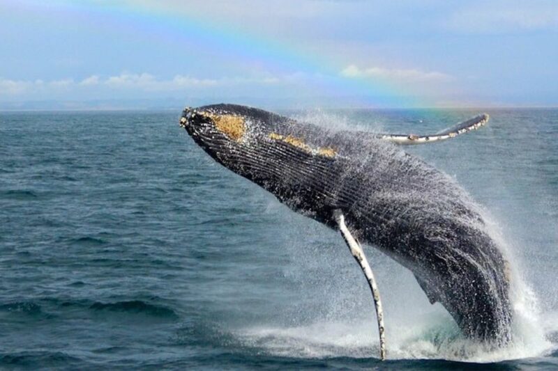 Monterey: Monterey Bay Dolphin and Whale Watching Boat Tour - The Crew and Guide Experience