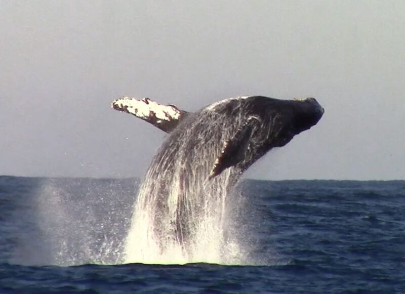 Monterey: Monterey Bay Dolphin and Whale Watching Boat Tour - Overall Value and Who Will Love This