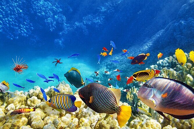 Monterey: Ocean Paradise, Trolley and Walking Tour - A Deep Dive into the Itinerary
