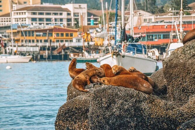 Monterey: Ocean Paradise, Trolley and Walking Tour - Authentic Feedback from Travelers