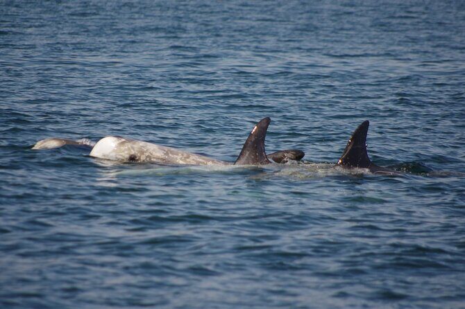 Monterey Private 3 - 4 Hour Whale Watching Cruise - The Sum Up