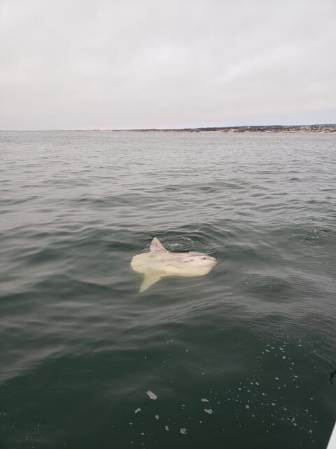 Monterey: Private Whale Watching/Sailing Tour for 6 - FAQ