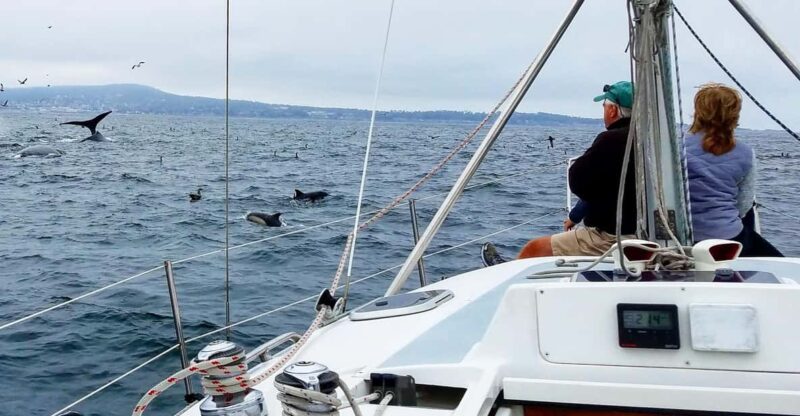 Monterey: Private Whale Watching/Sailing Tour for 6 - The Itinerary: What to Expect