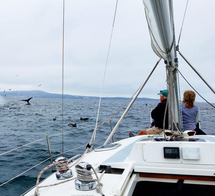 Monterey: Private Whale Watching/Sailing Tour for 6 - What Travelers Say