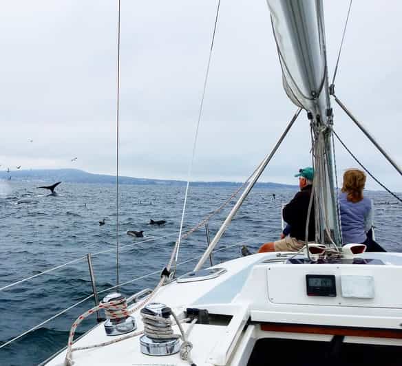 Monterey: Private Whale Watching/Sailing Tour for 6 - FAQ
