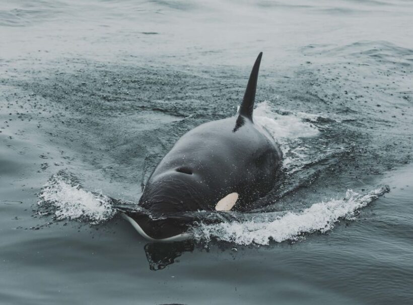 Monterey: Sunset Whale Watching Cruise with A Guide - What to Expect on the Monterey Sunset Whale Watching Cruise