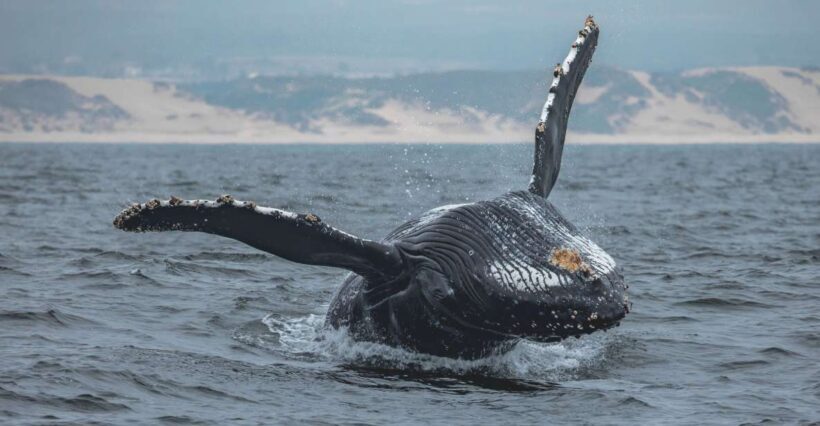 Monterey: Sunset Whale Watching Cruise with A Guide - The Sum Up