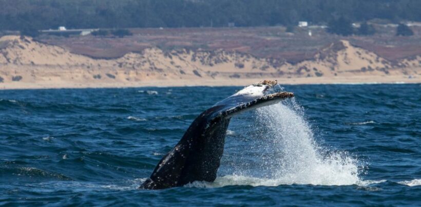 Monterey: Sunset Whale Watching Cruise with A Guide - FAQ