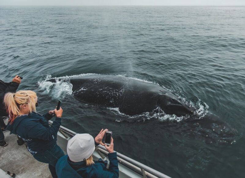 Monterey: Sunset Whale Watching Cruise with A Guide - Authentic Insights from Reviews