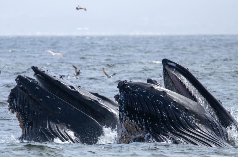 Monterey: Sunset Whale Watching Cruise with A Guide - FAQ