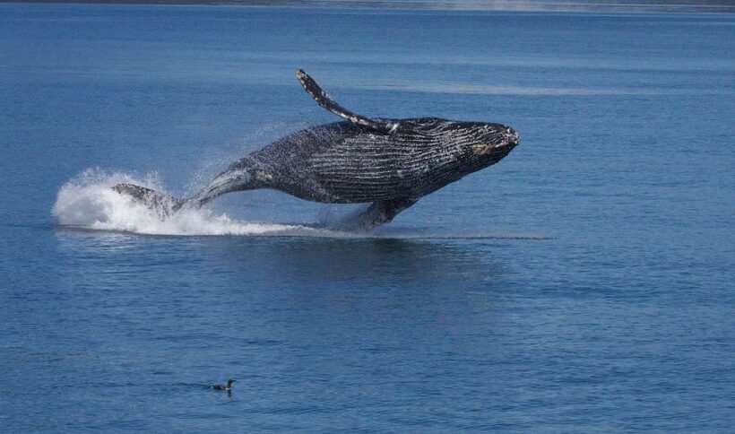 Monterey: Whale Watching Cruise - An In-Depth Look at the Monterey Bay Whale Watching Experience