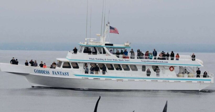 Monterey: Whale Watching Cruise - Who Will Love This Tour?