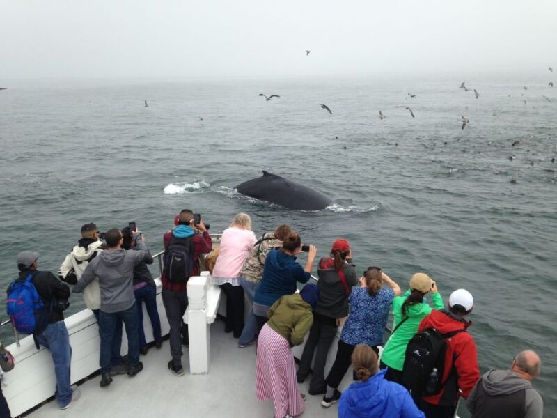 Monterey: Whale Watching Cruise - The Price and Value