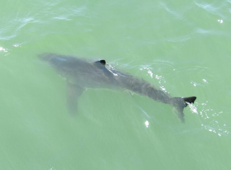 Monterey: Whale Watching Cruise - Authentic Marine Encounters: What Travelers Are Saying